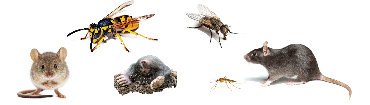 Ongedierte bestrijden